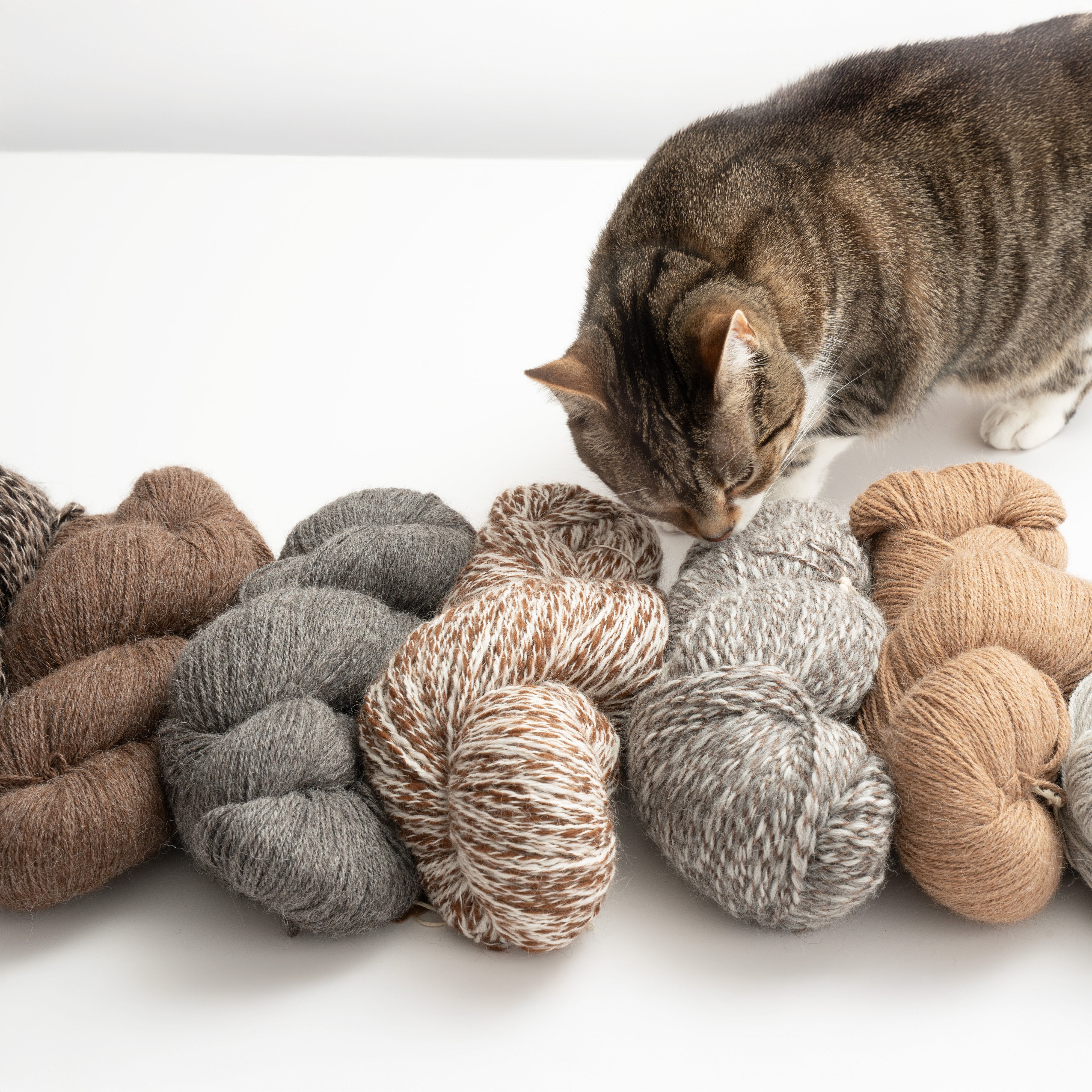 Prime Alpaca | Tabby Tree Fiber Arts